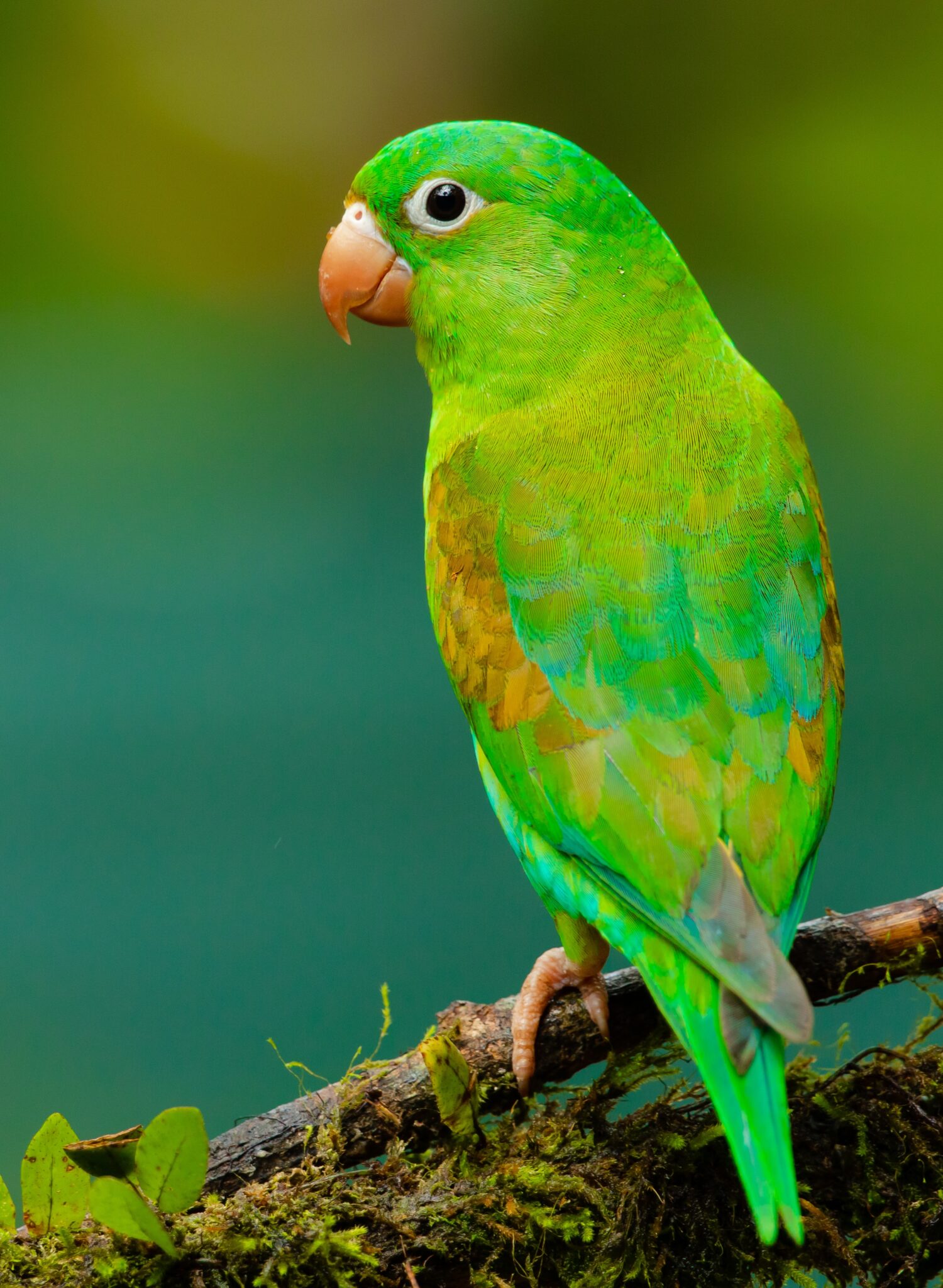 Can A Spotting Scope Be Used For Bird Photography Workshops ...
